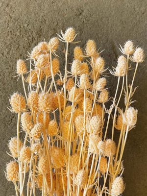 Preserved Sea Holly - Golden Touch Flowers