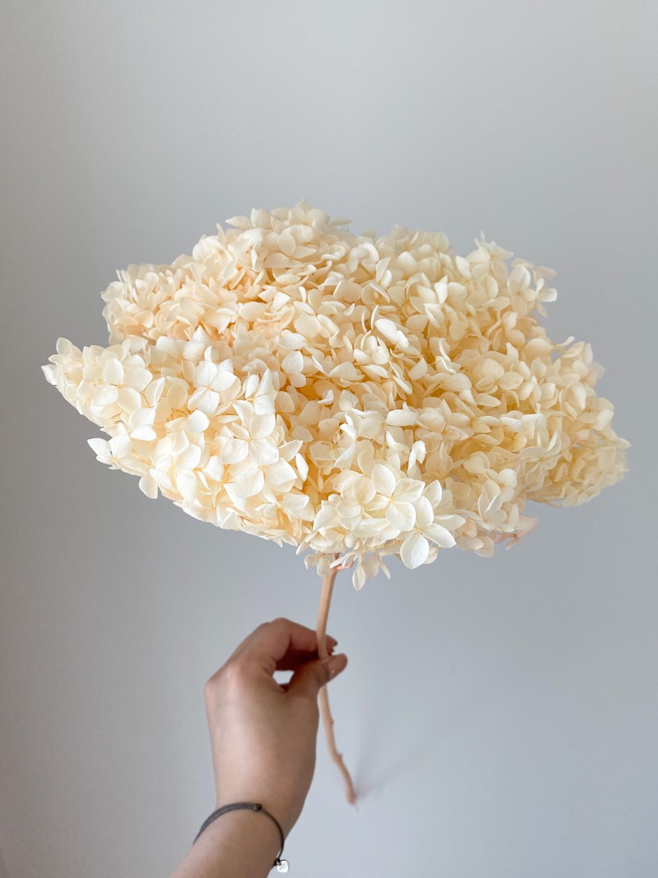 Cream Hydrangea - Golden Touch Flowers