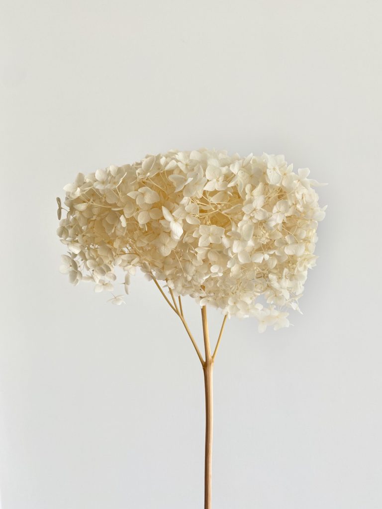 Preserved Hydrangeas - Golden Touch Flowers