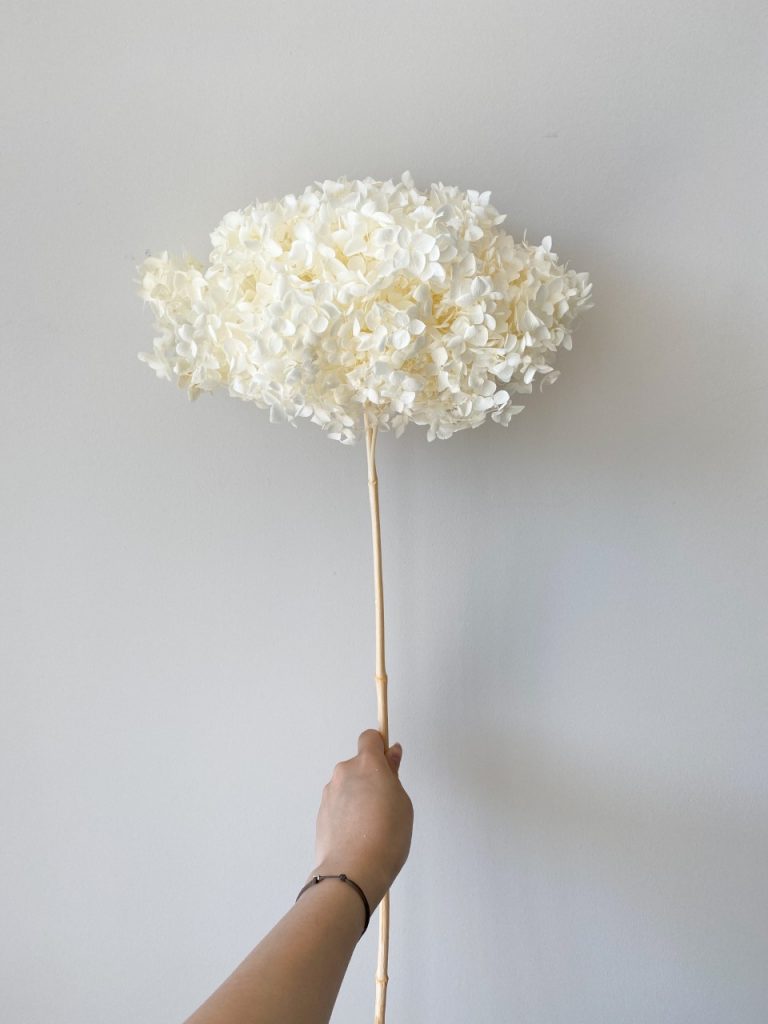 White Hydrangea - Golden Touch Flowers