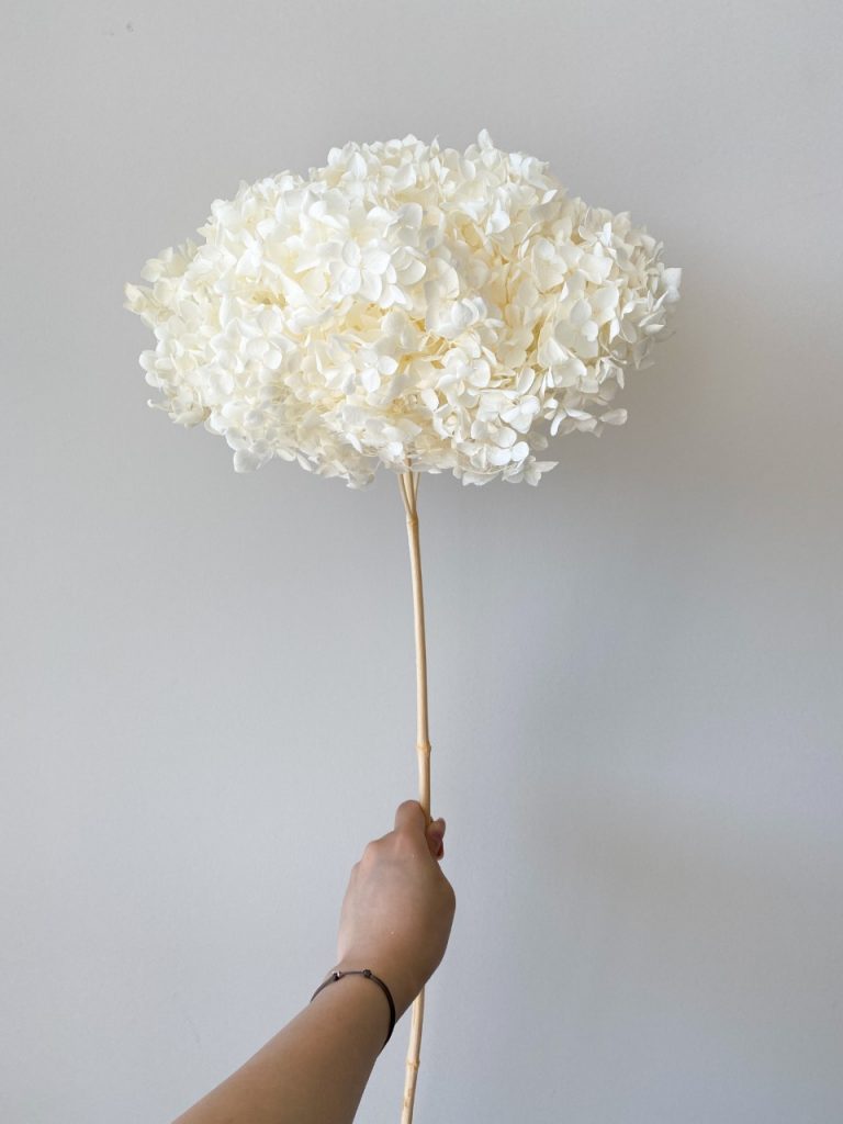 White Hydrangea - Golden Touch Flowers