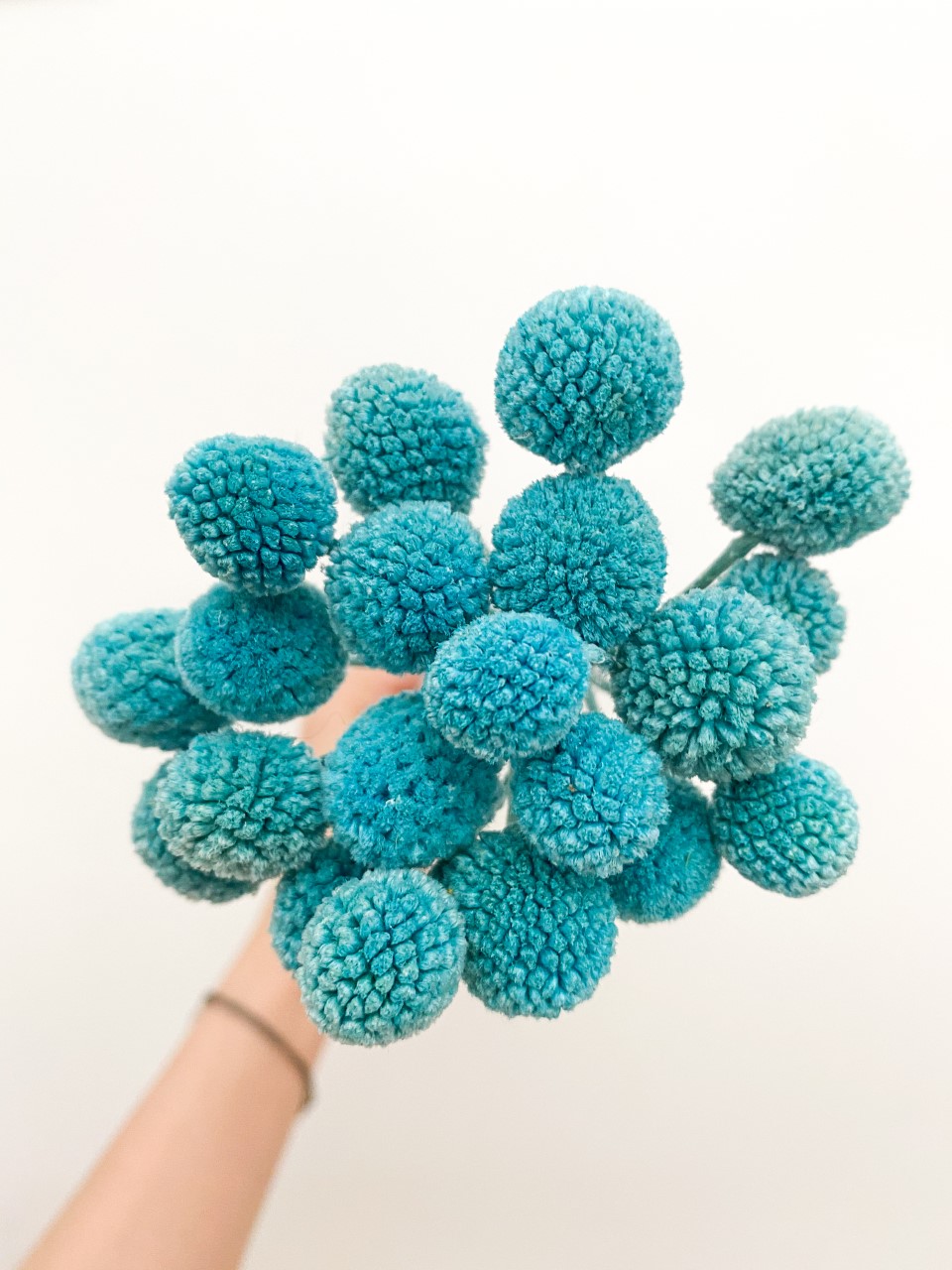 Preserved Billy Buttons - Golden Touch Flowers