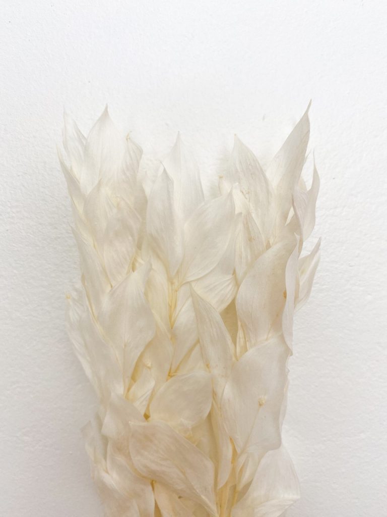 Short White Israeli Ruscus - Golden Touch Flowers