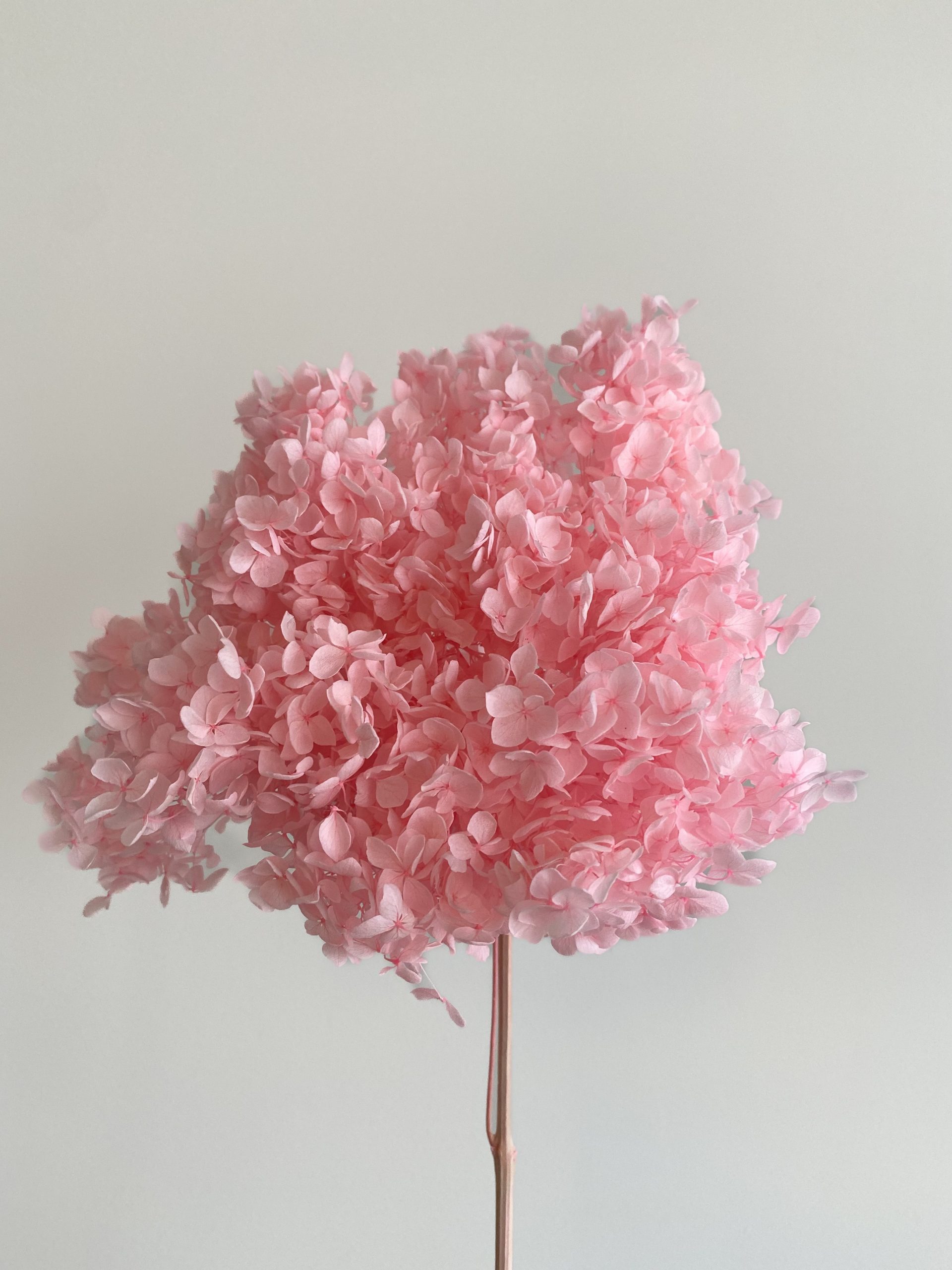Preserved Hydrangeas - Golden Touch Flowers