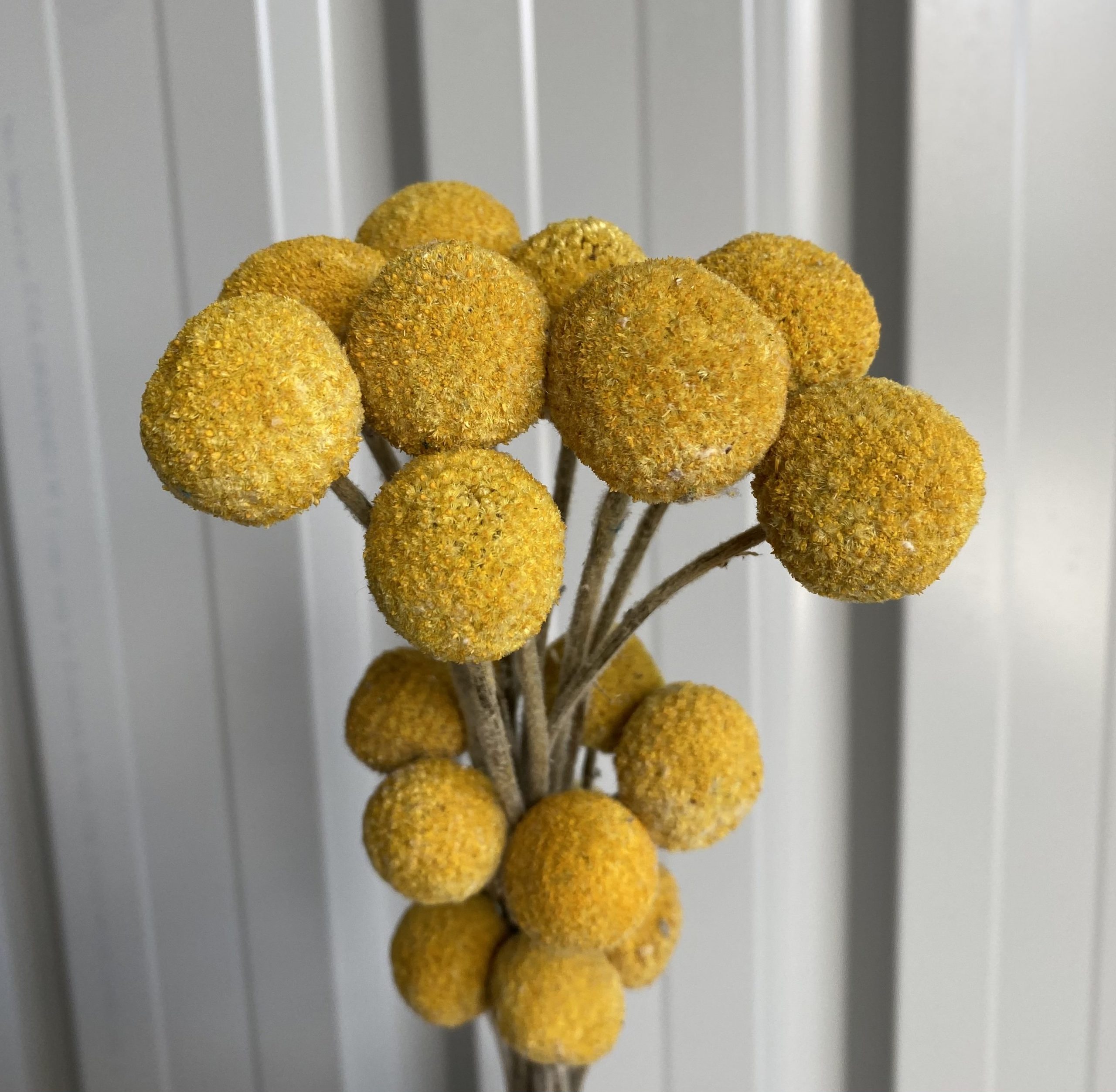Preserved Billy Buttons - Golden Touch Flowers