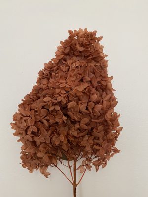 Preserved Hydrangeas - Golden Touch Flowers