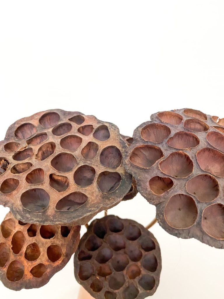 Preserved Lotus Pods - Golden Touch Flowers