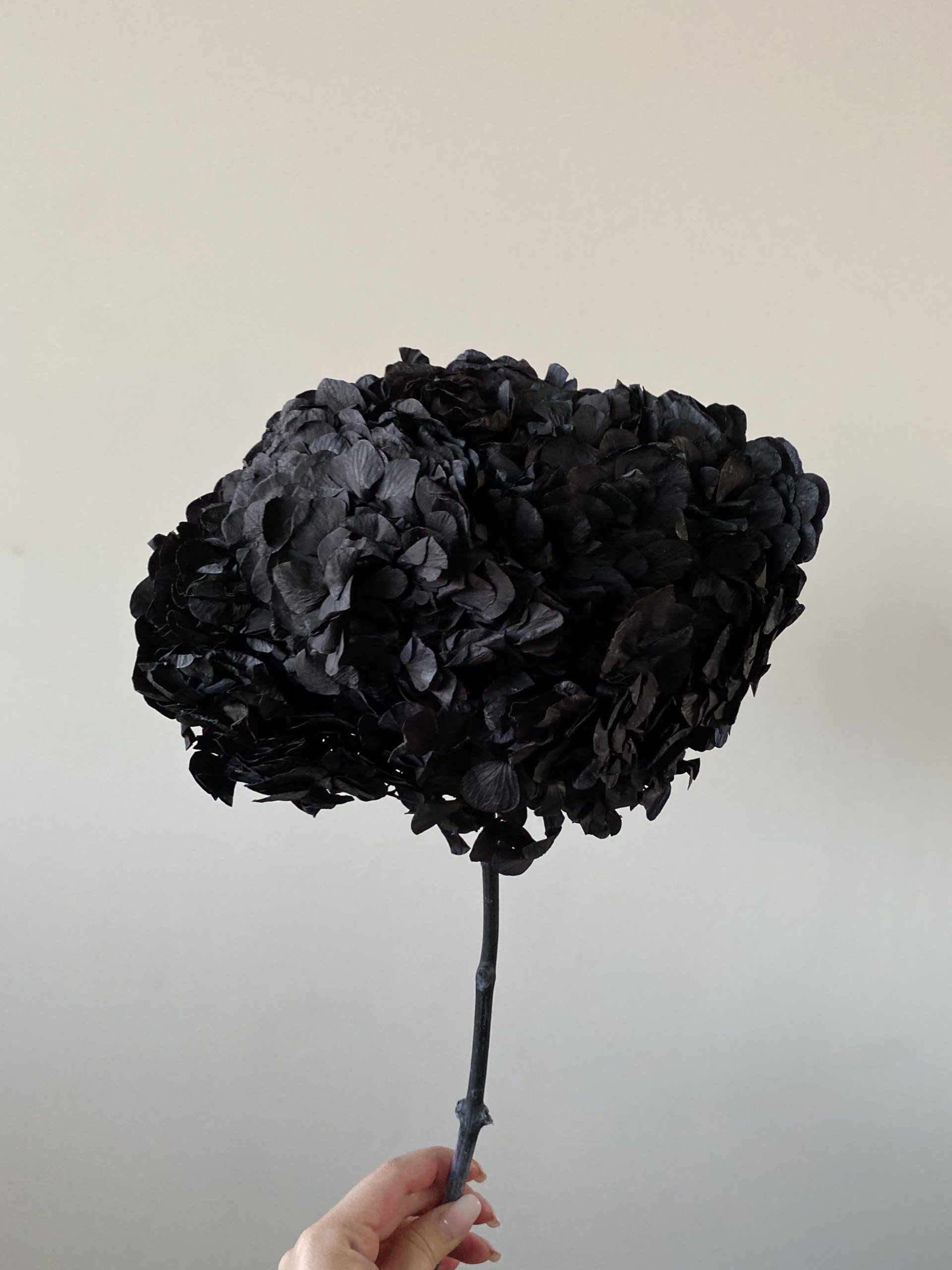 Preserved Hydrangeas - Golden Touch Flowers
