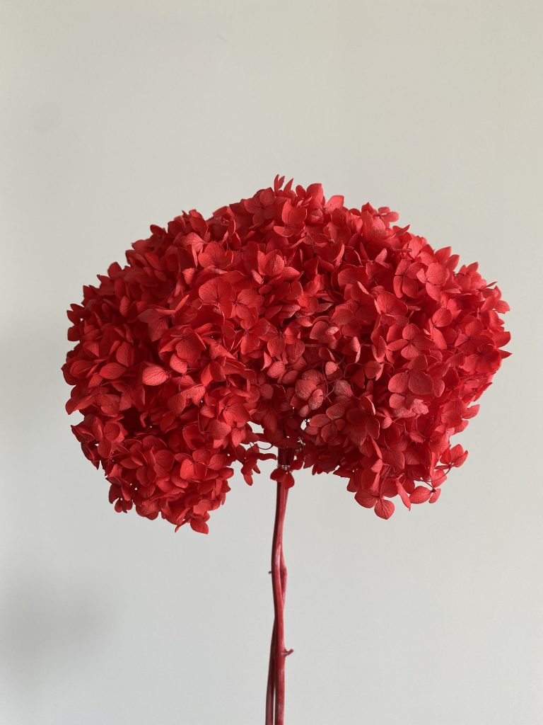 Red Hydrangea - Golden Touch Flowers