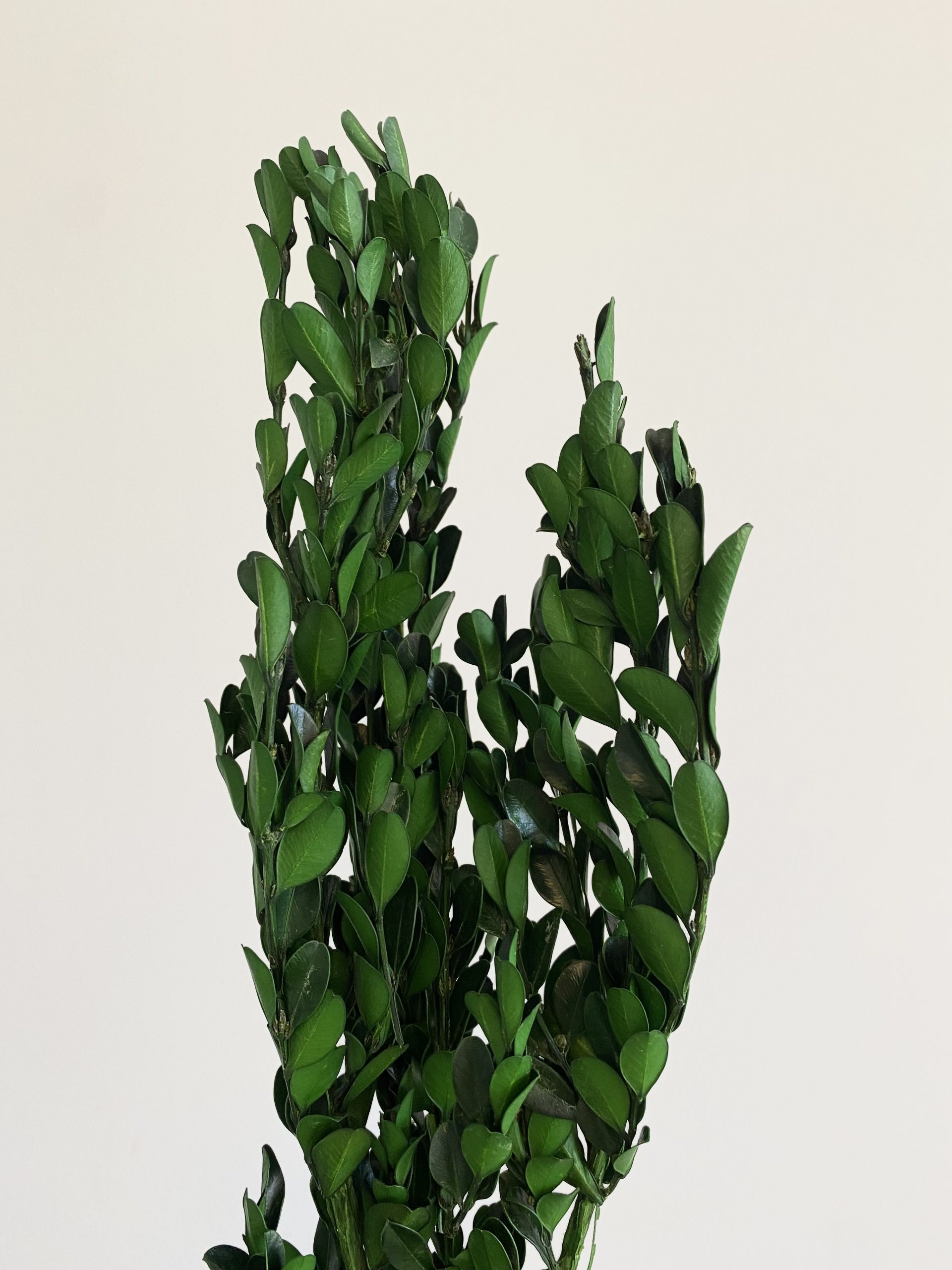 Preserved Box Wood - Golden Touch Flowers