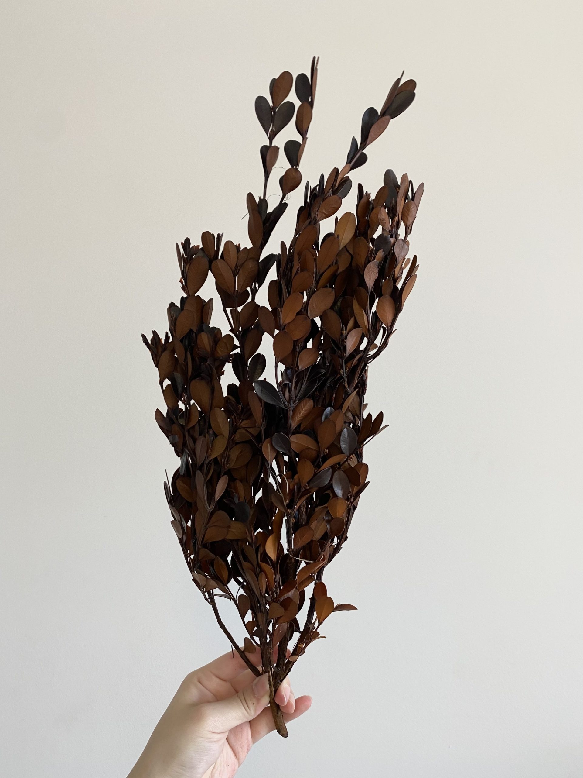 Preserved Box Wood - Golden Touch Flowers