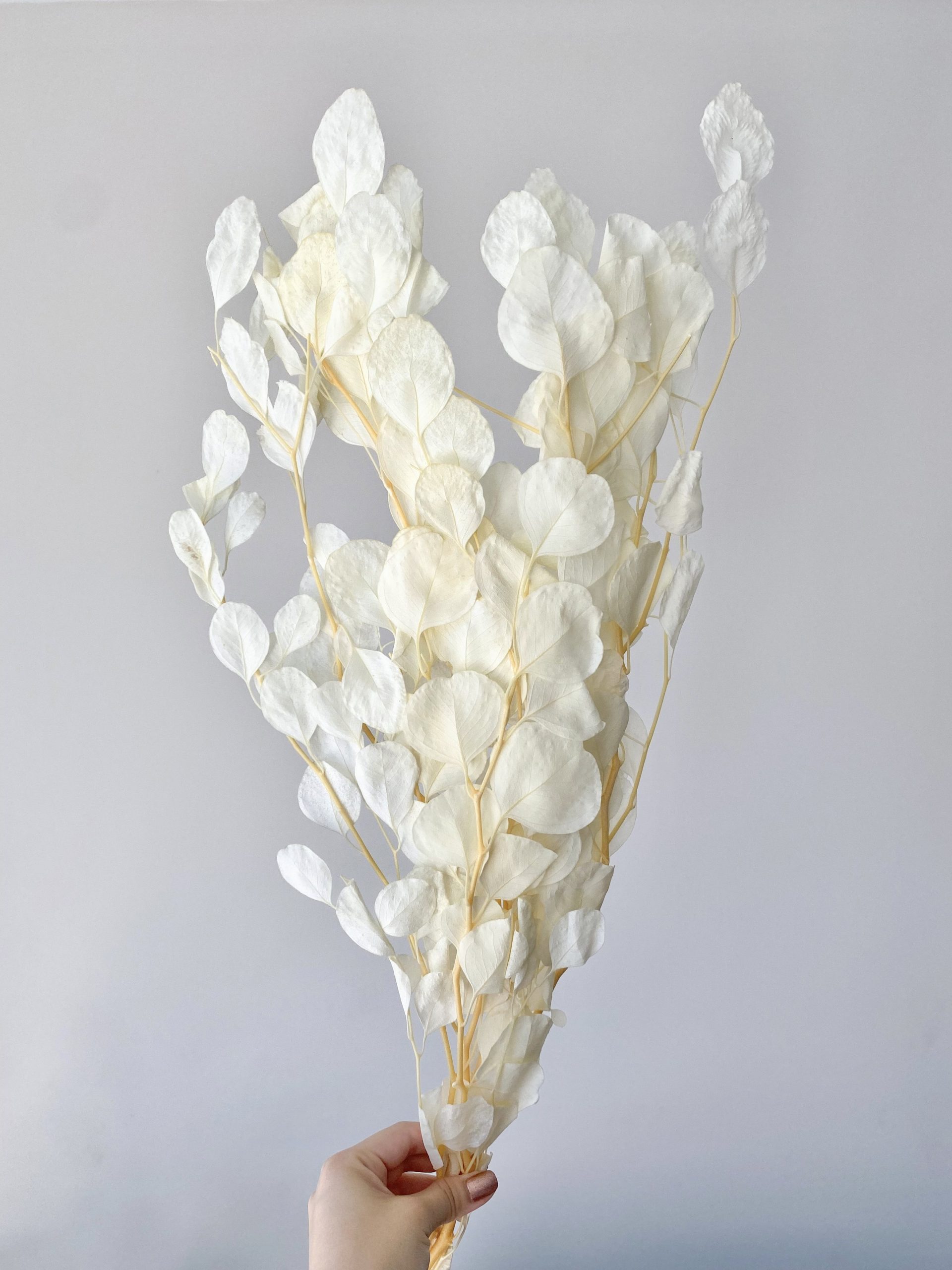 Preserved Leaves - Golden Touch Flowers