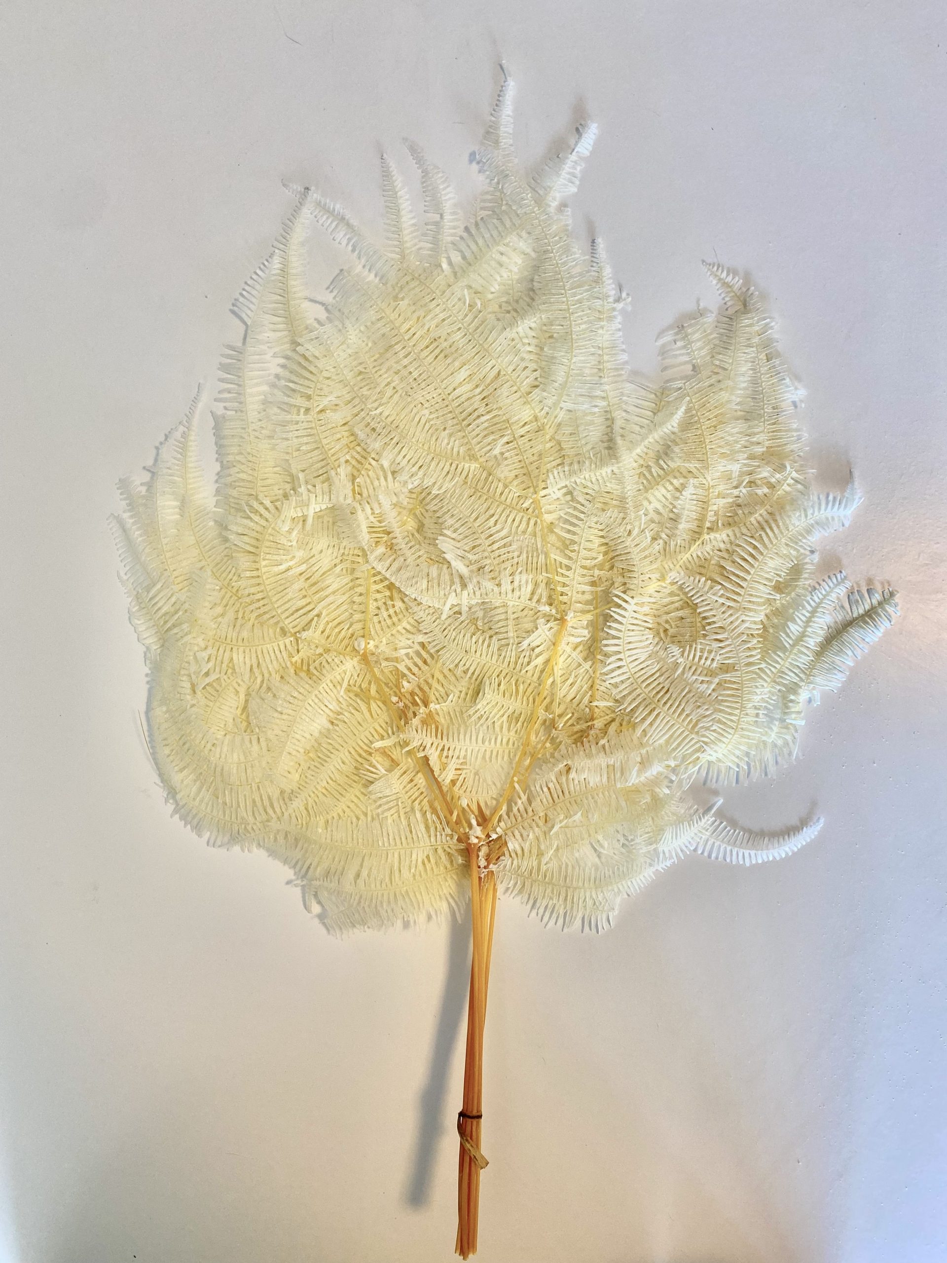 Preserved Fern - Golden Touch Flowers