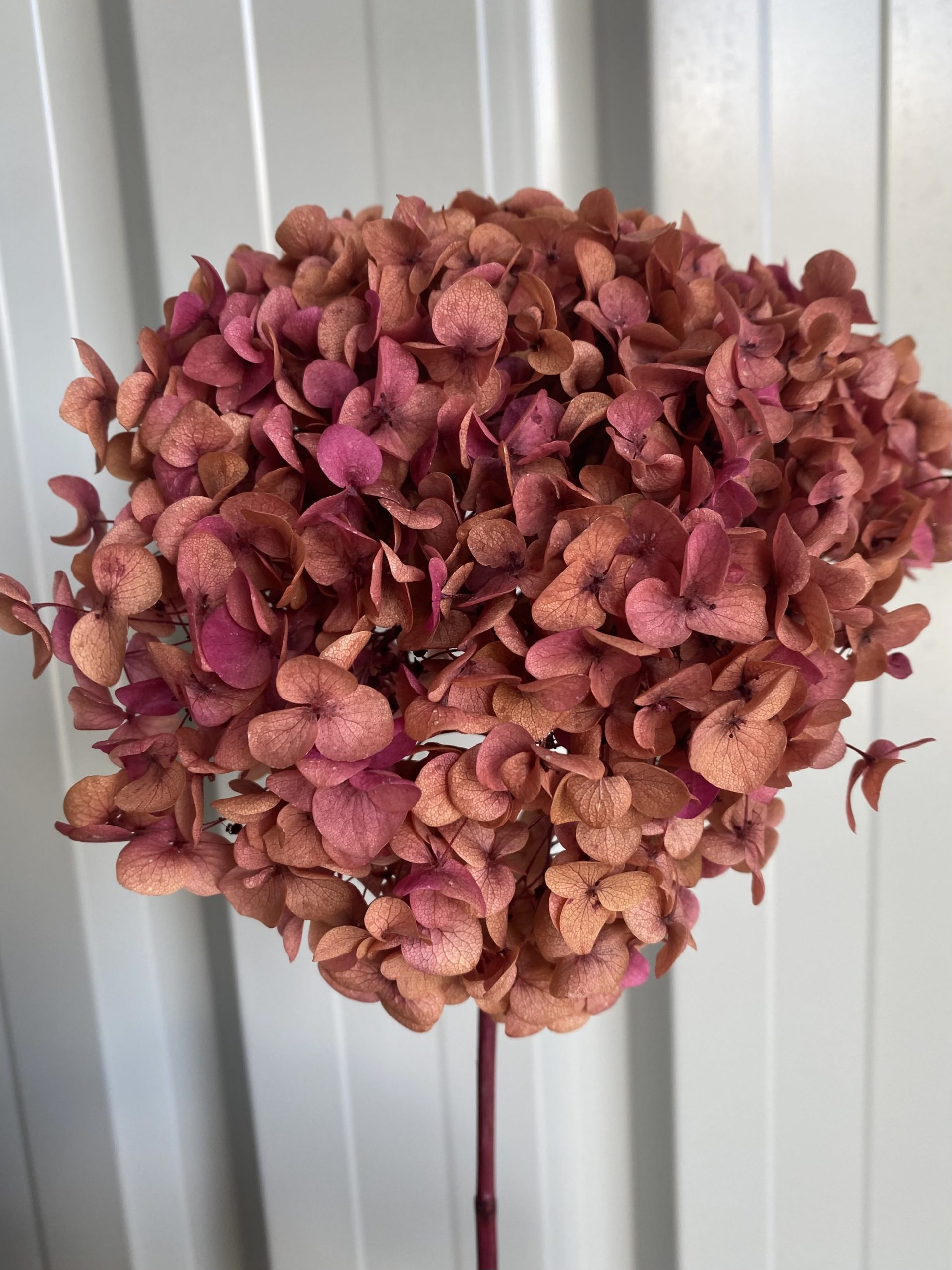 Preserved Hydrangeas - Golden Touch Flowers